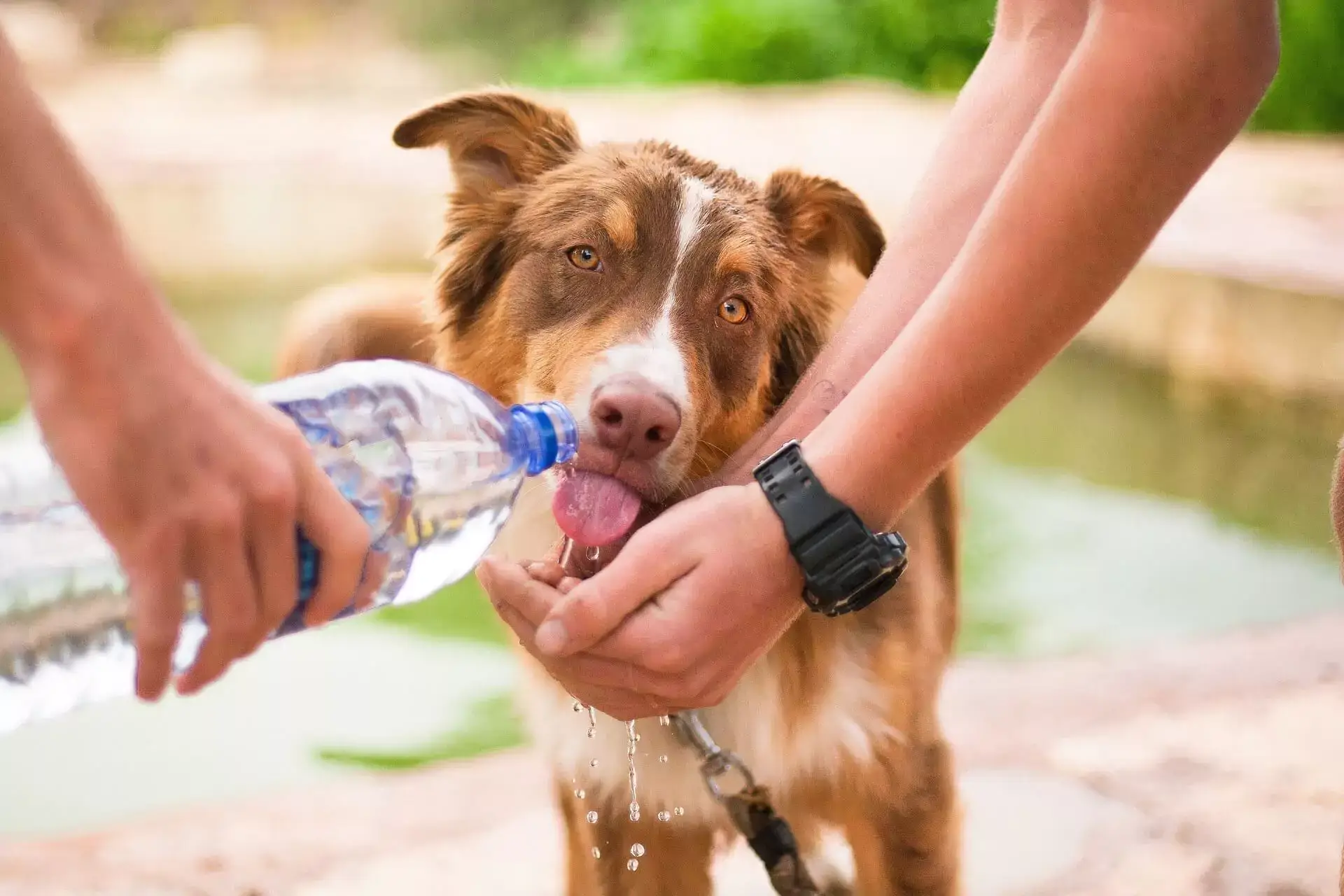 Overheating In Dogs | Coit Hedgcoxe Animal Hospital
